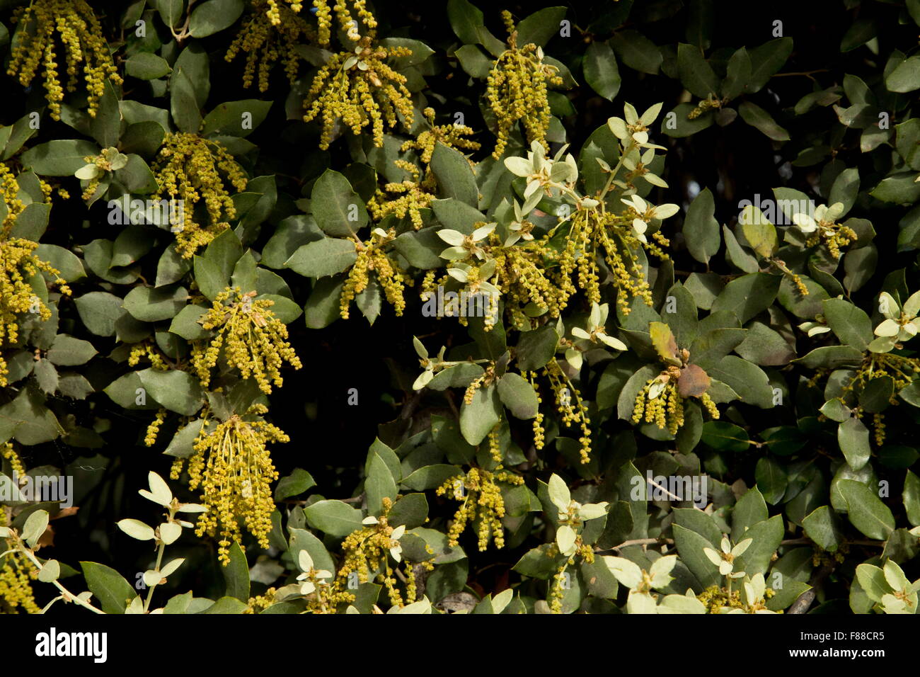 Holm oak, western form, Quercus rotundifolia, in flower, in dehesa ...