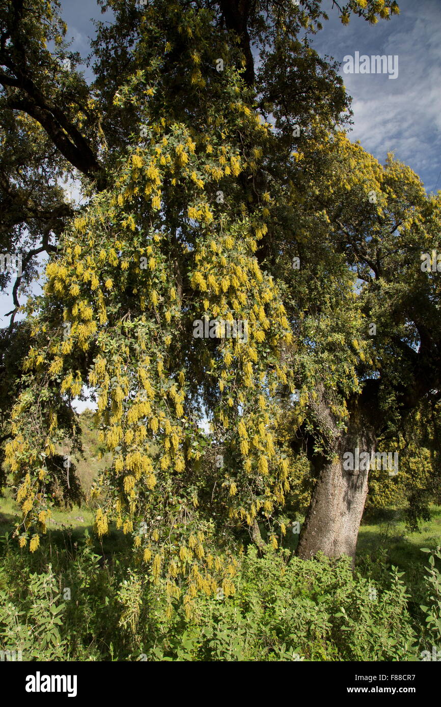 Quercus ilex subsp rotundifolia hi-res stock photography and images - Alamy
