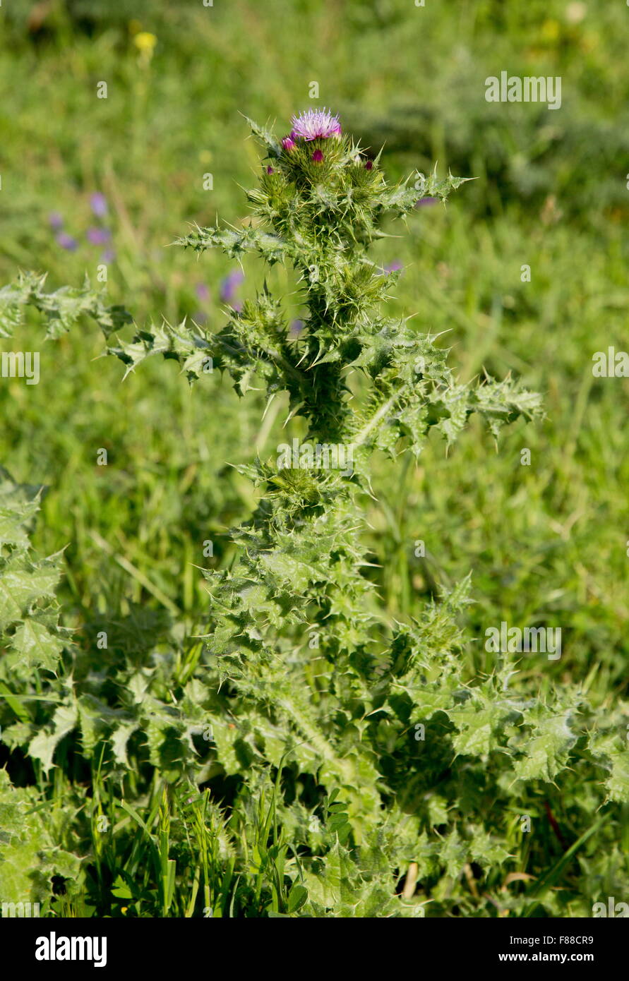 Carduus pycnocephalus hi-res stock photography and images - Alamy