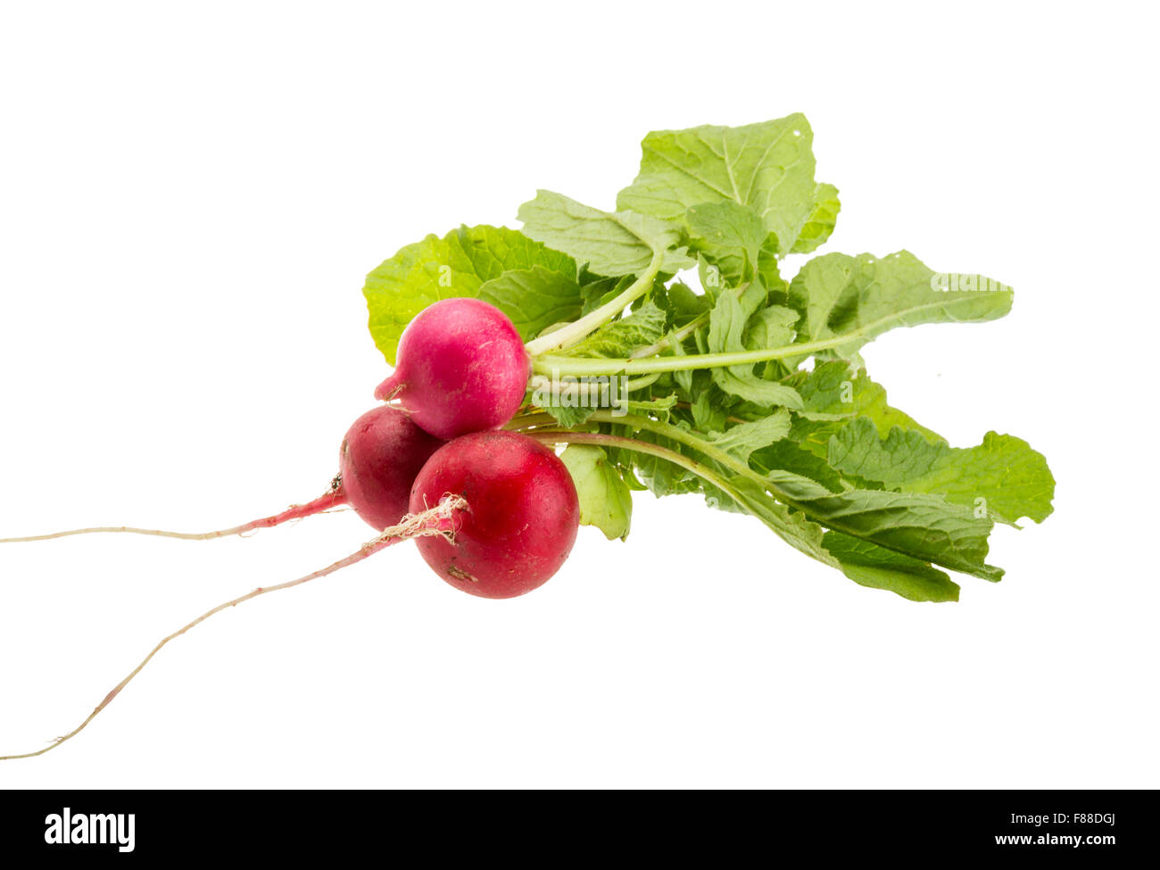 Fresh radish with leaves isolated Stock Photo - Alamy