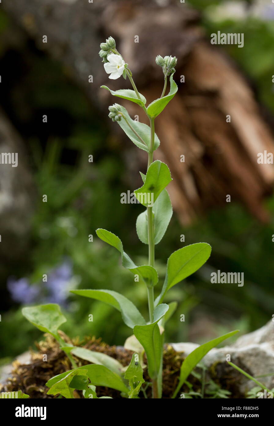 A white endemic borage-relative, Omphalodes commutata, south-west Spain ...