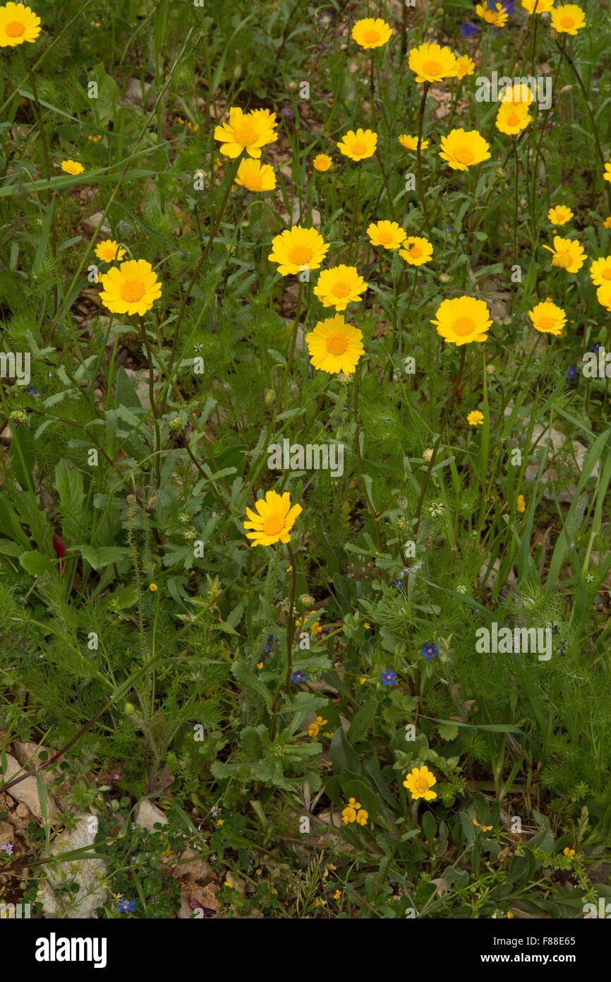 Mediterranean marigold, or southern corn marigold, Coleostephus myconis ...