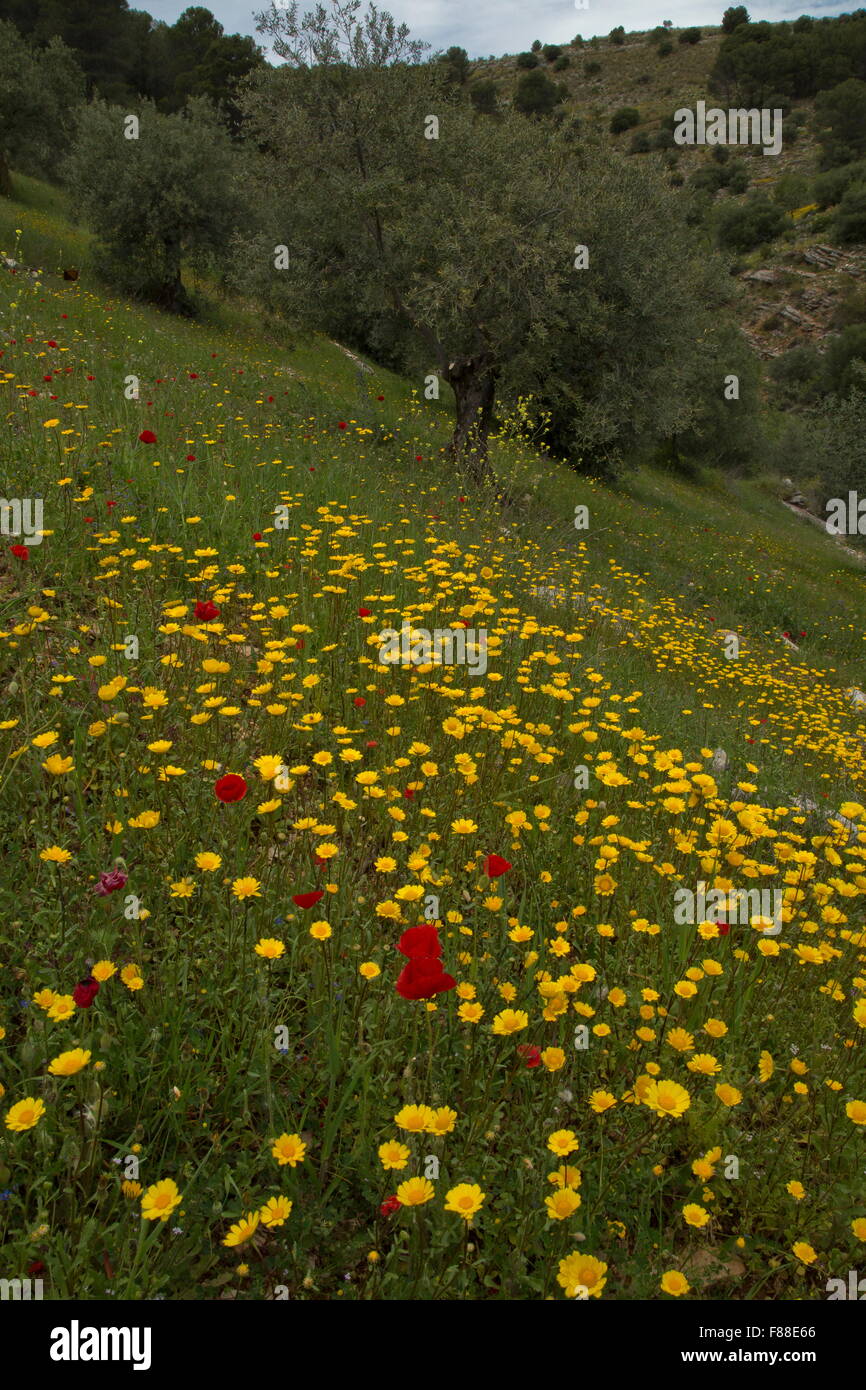 Olive grove hi-res stock photography and images - Alamy