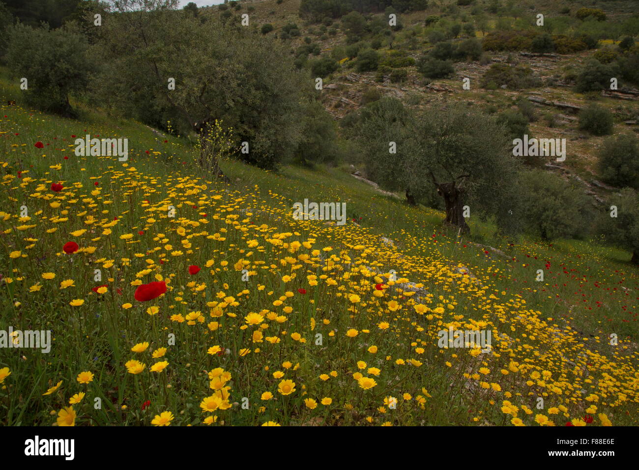 Olive grove hi-res stock photography and images - Alamy