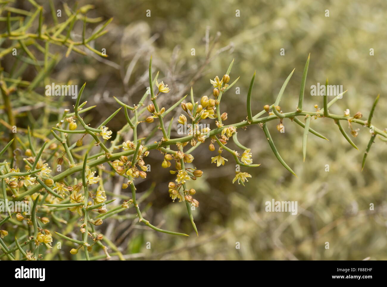 Mediterranean asparagus, Spiny Asparagus, Asparagus aphyllus in flower ...