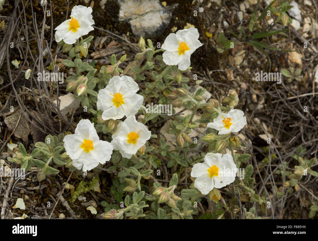 Helianthemum [white rock rose] hi-res stock photography and images - Alamy