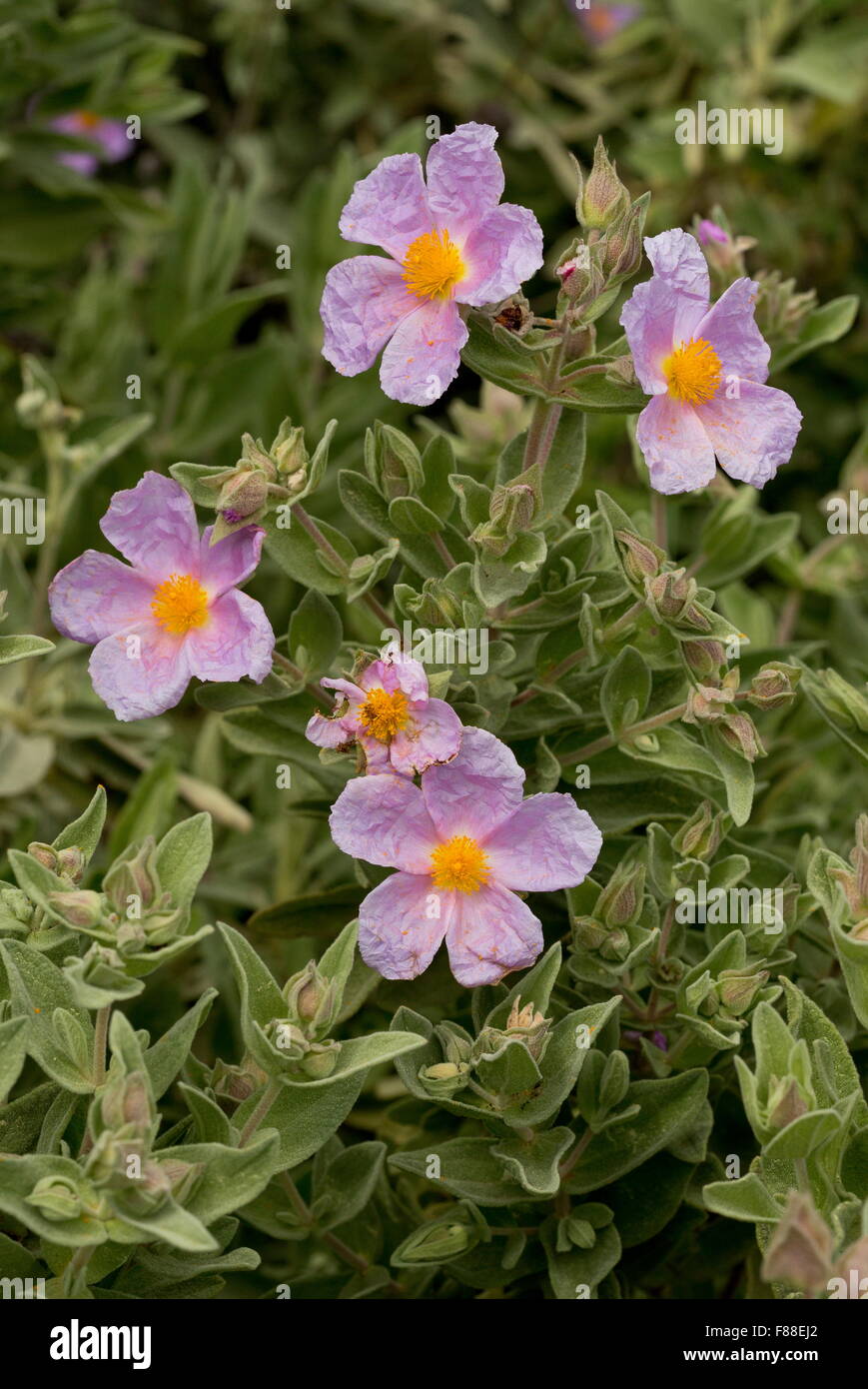 Cistus High Resolution Stock Photography and Images - Alamy