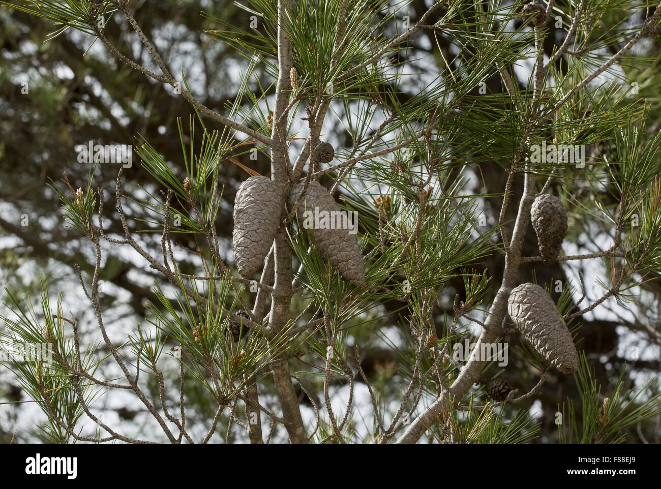 Aleppo pine pinus halepensis hi-res stock photography and images - Alamy