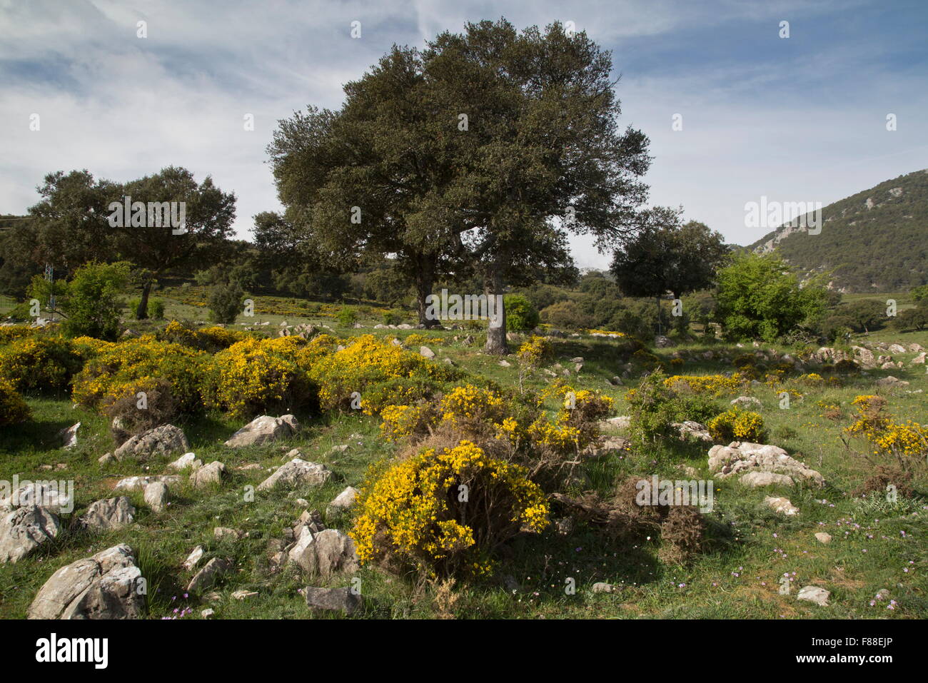 Grassland and scattered trees on limestone in the Sierra de Grazalema ...