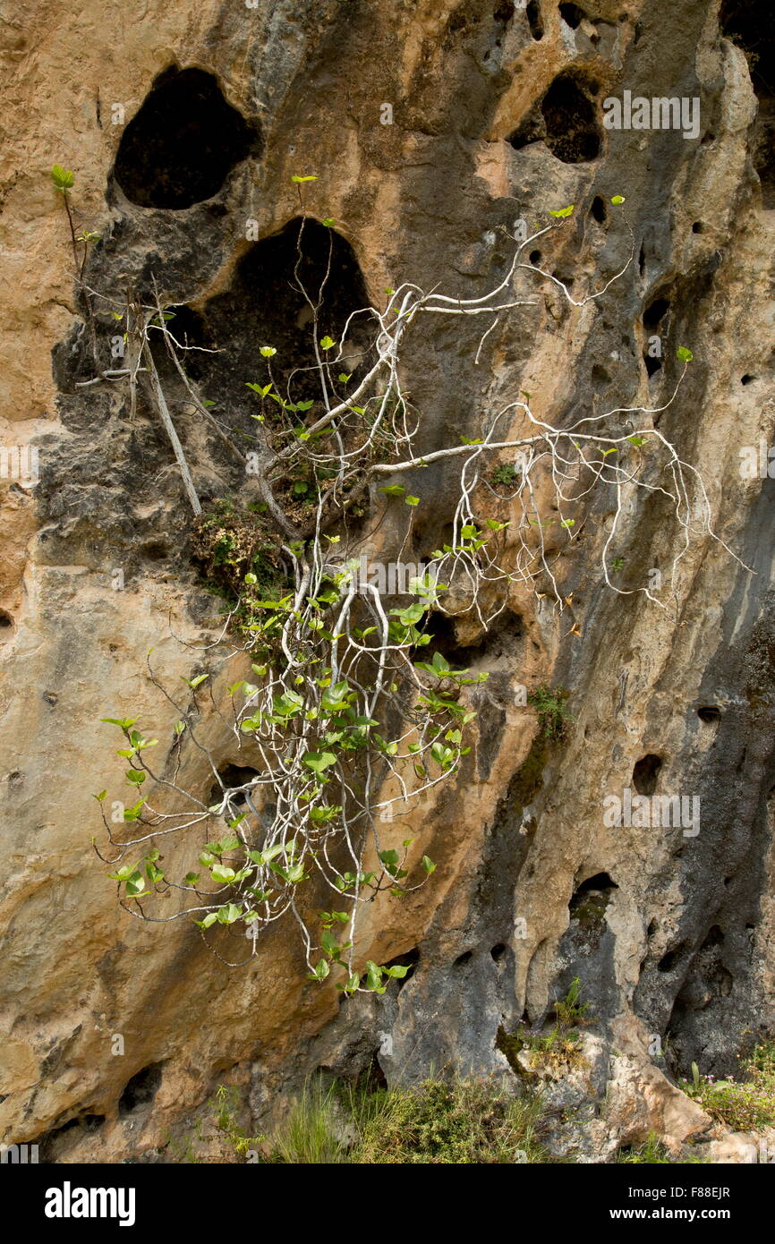 Old fig tree hi-res stock photography and images - Alamy