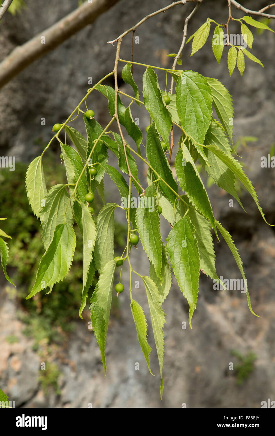 European nettle tree hi-res stock photography and images - Alamy