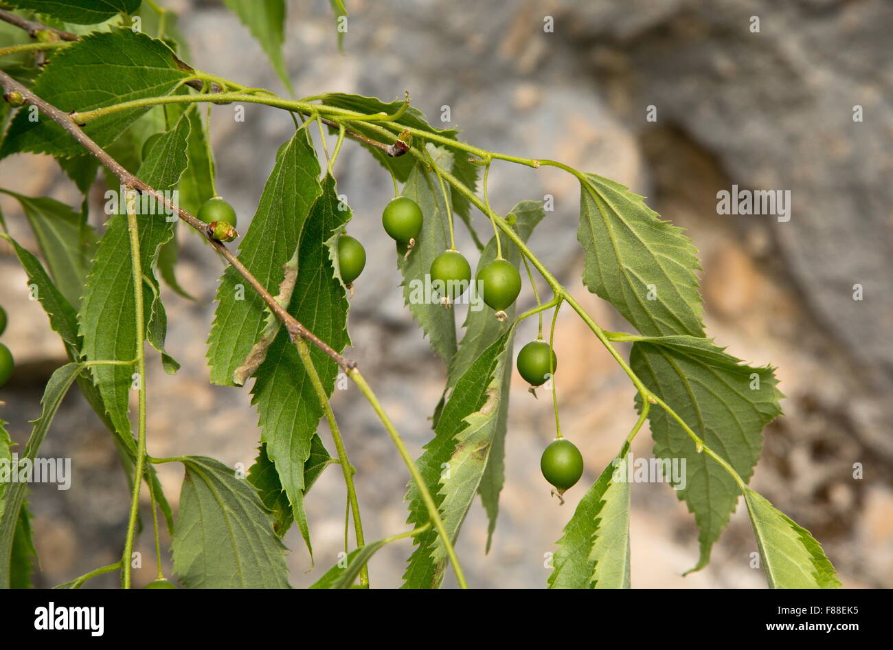 Nettle Tree High Resolution Stock Photography and Images - Alamy
