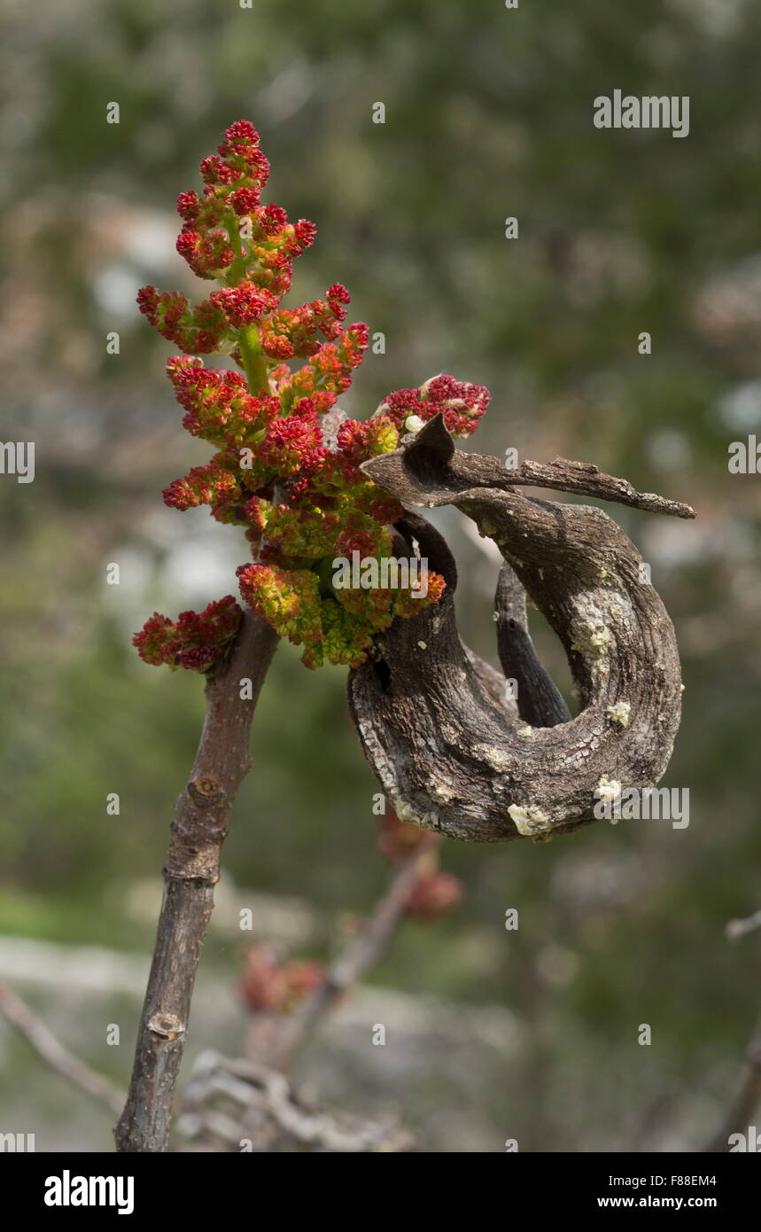 Turpentine tree hi-res stock photography and images - Alamy