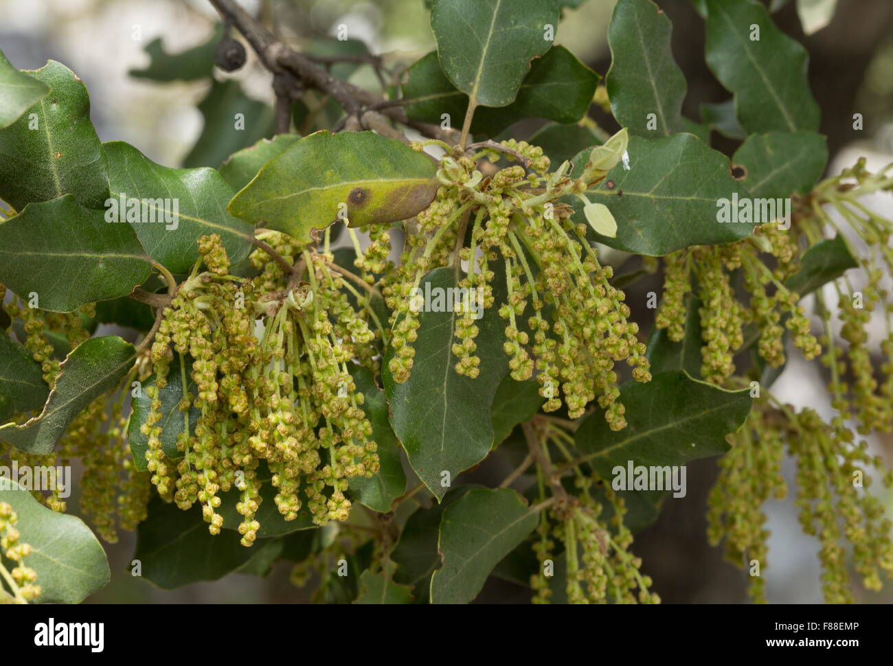 Quercus ilex flower hi-res stock photography and images - Alamy