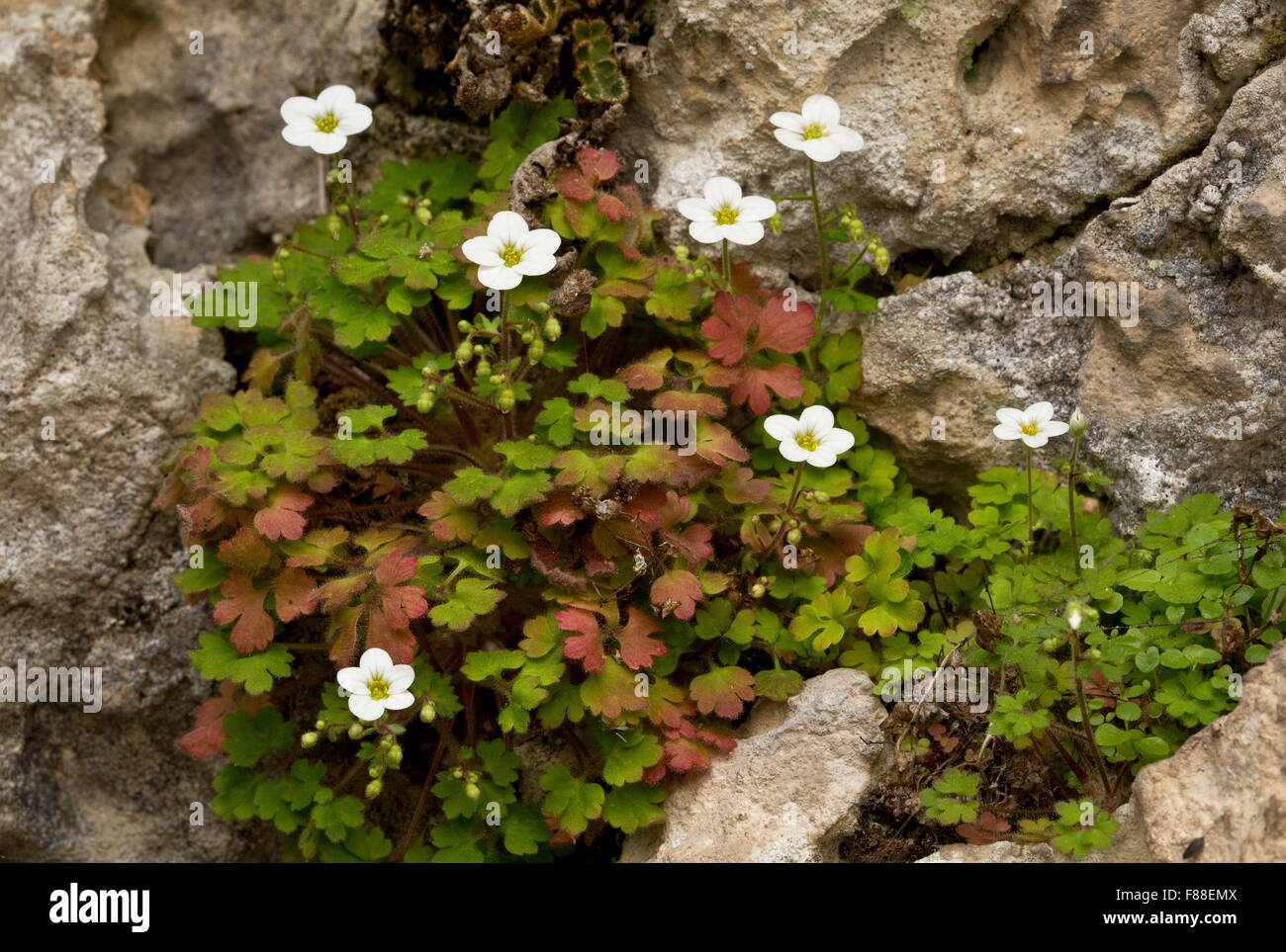 A rare endemic saxifrage, Saxifraga bourgaeana on limestone cliffs at ...