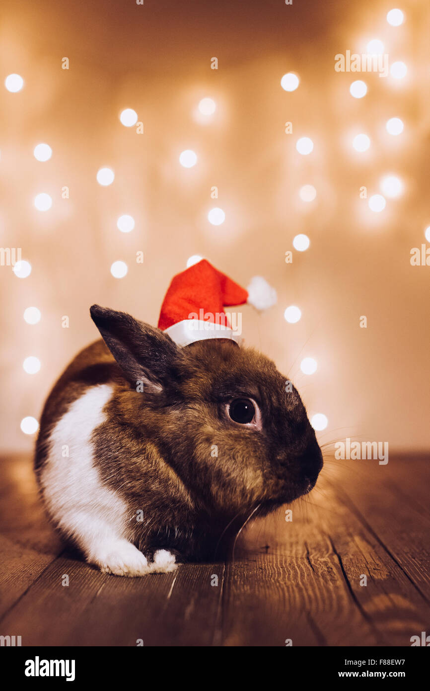Christmas rabbit with hat hi-res stock photography and images - Alamy