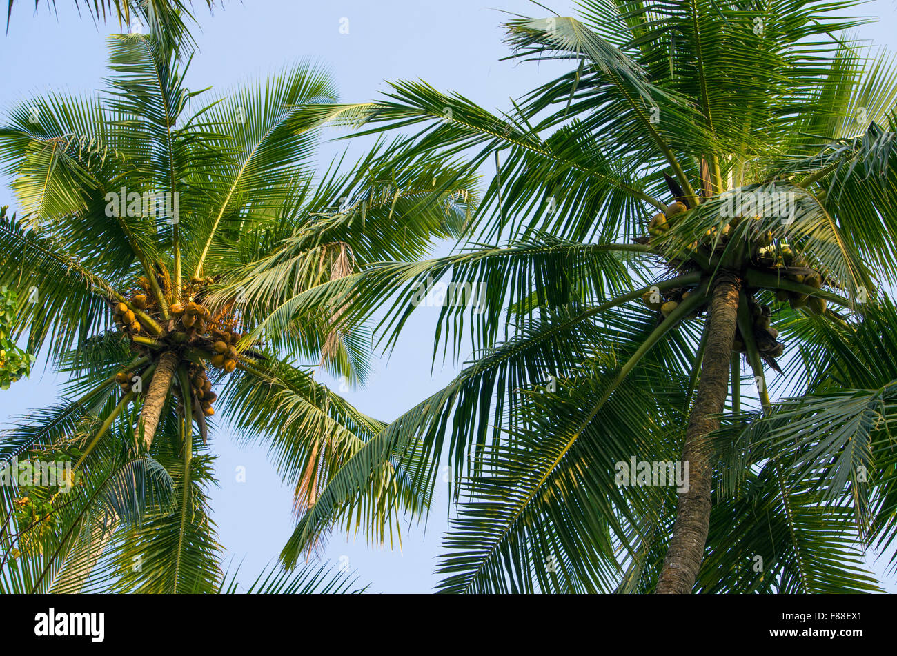 palm trees from below against the blue sky Stock Photo - Alamy