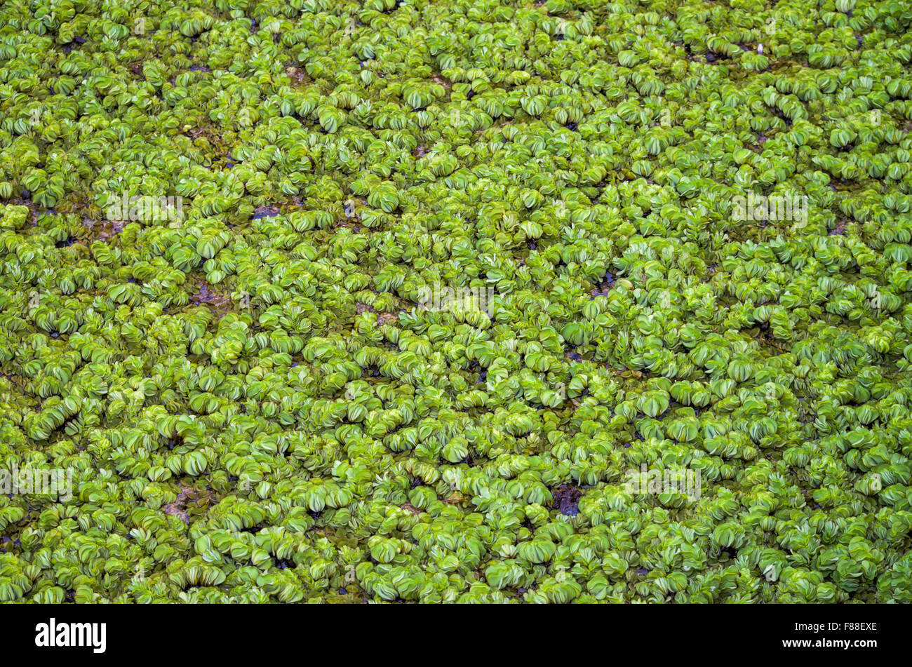 texture of vegetation on water Stock Photo - Alamy