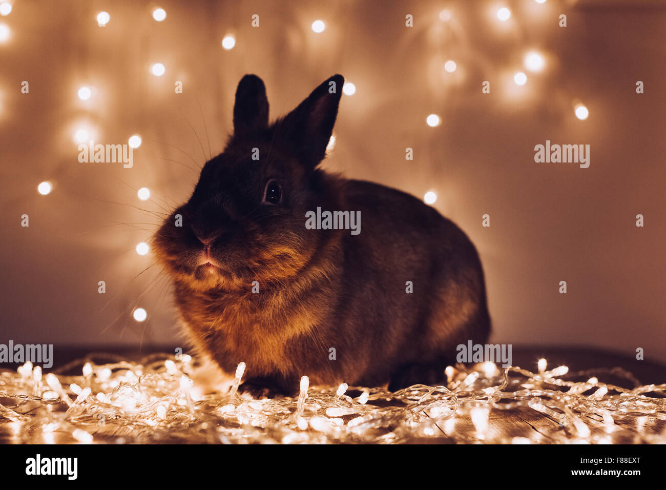 Christmas lights bunny hi-res stock photography and images - Alamy