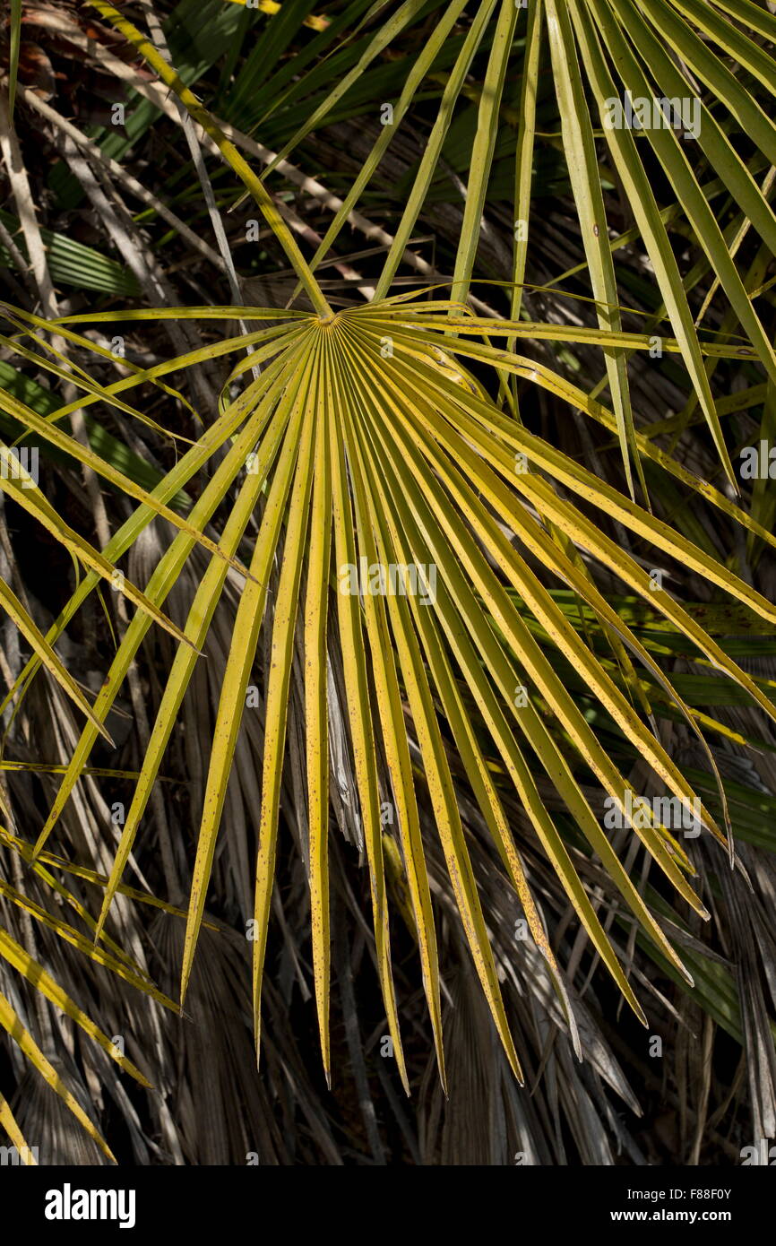 Dwarf fan palm hi-res stock photography and images - Alamy