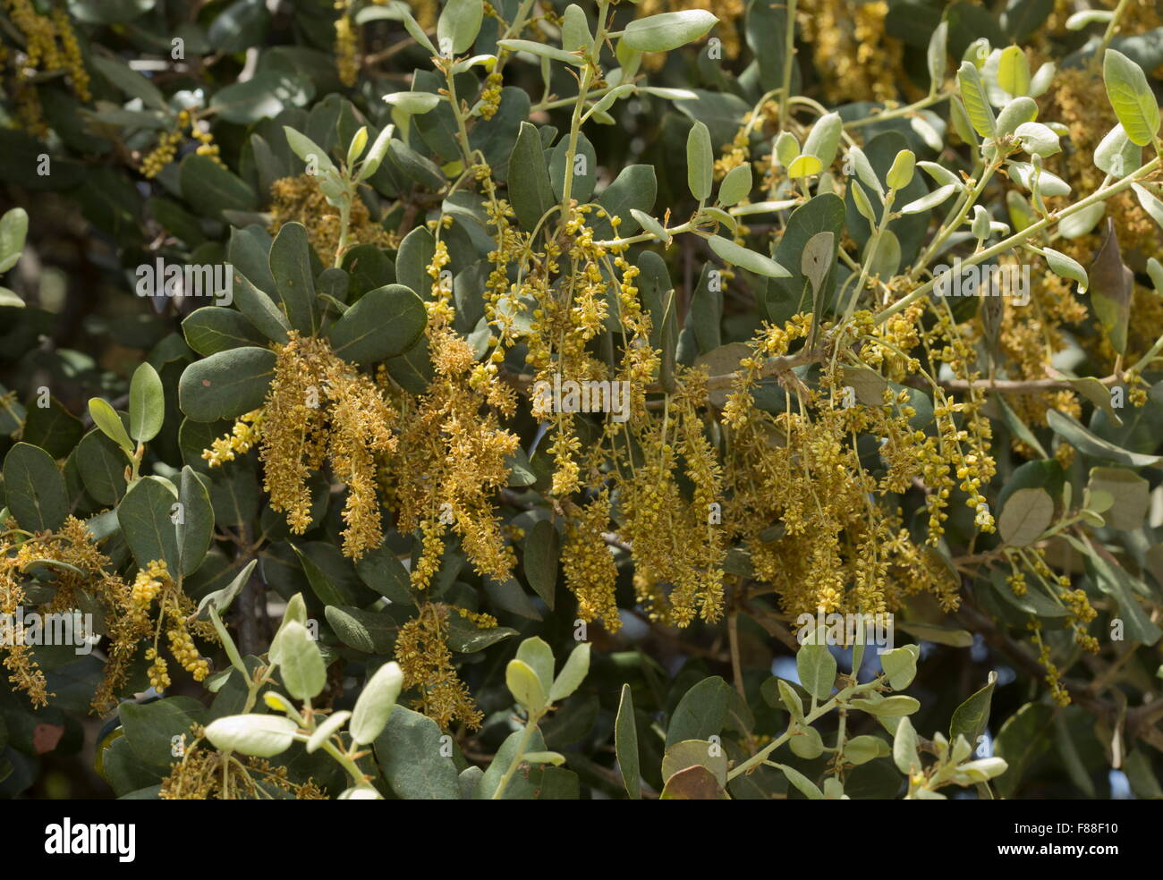 Oak tree flower hi-res stock photography and images - Alamy