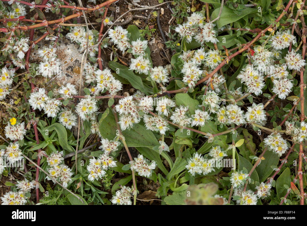 Algerian Tea, Paronychia argentea in flower Stock Photo - Alamy