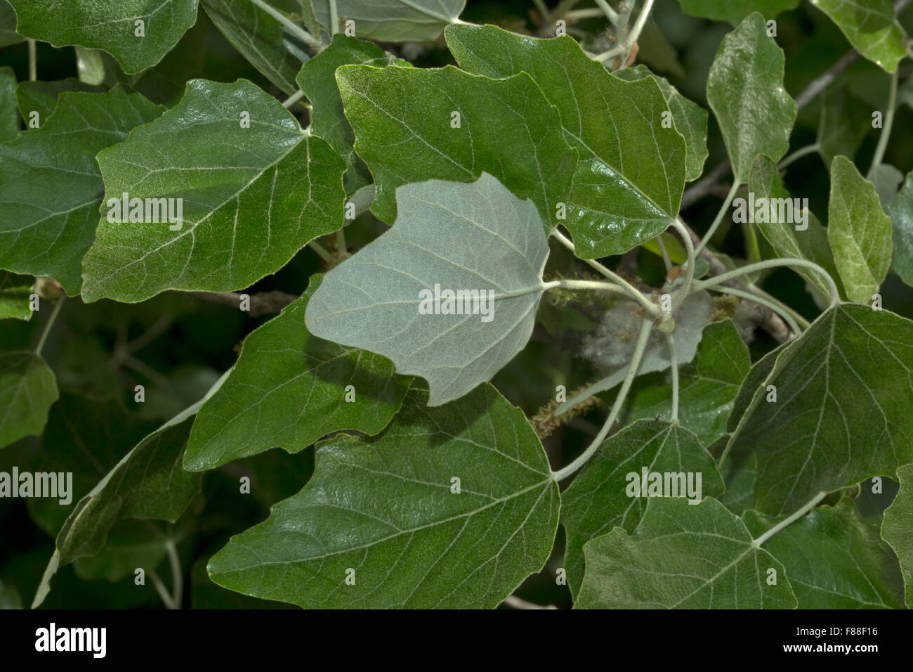 Foliage of Grey poplar, Populus × canescens, a hybrid between Populus ...