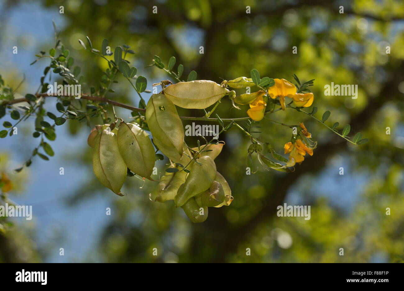 A bladder senna, Colutea hispanica, in flower and fruit Stock Photo - Alamy
