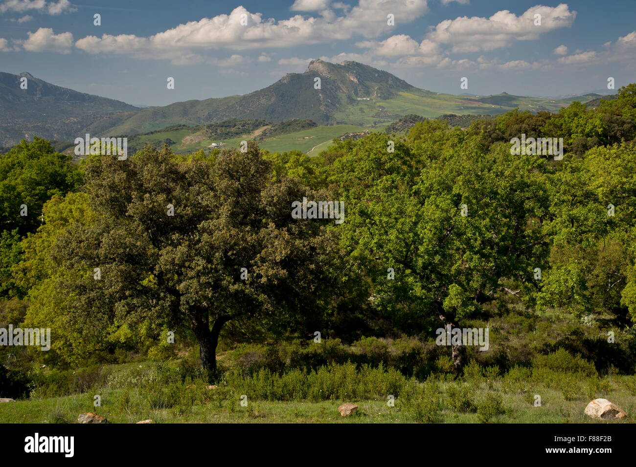 Habitats naturales hi-res stock photography and images - Alamy