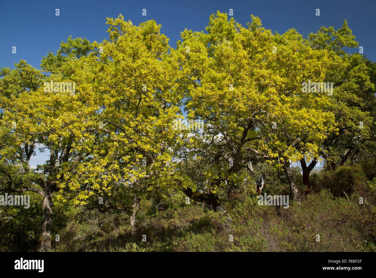 Algerian Oaks, Quercus canariensis in flower, in old dehesa, Sierra de ...