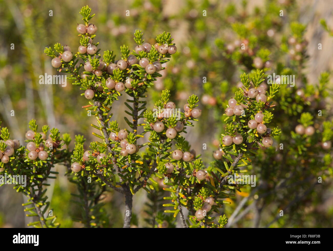 Corema album camarinha portuguese crowberry hi-res stock photography ...