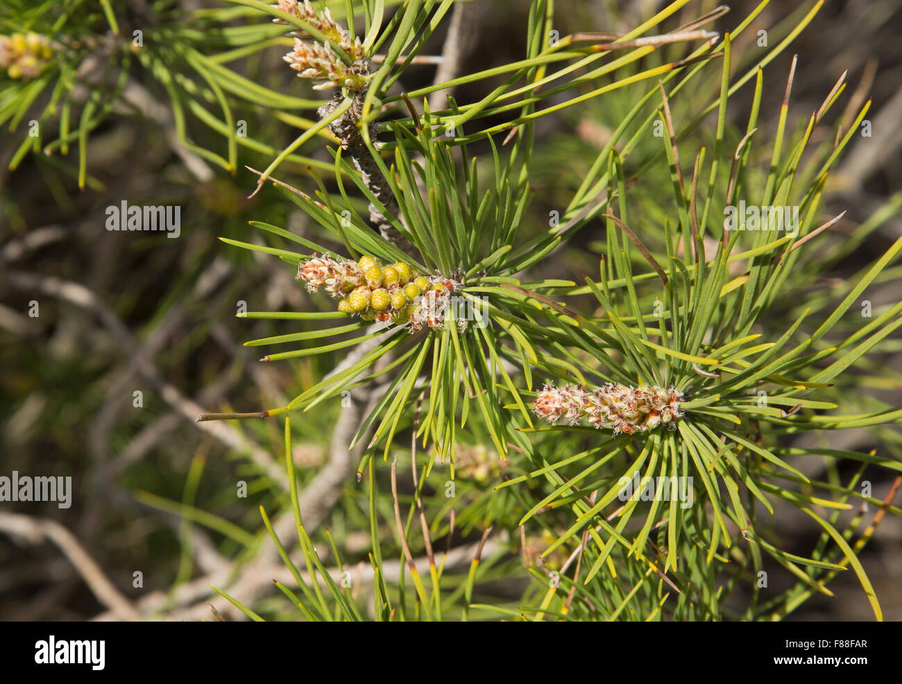 Umbrella pine hi-res stock photography and images - Alamy