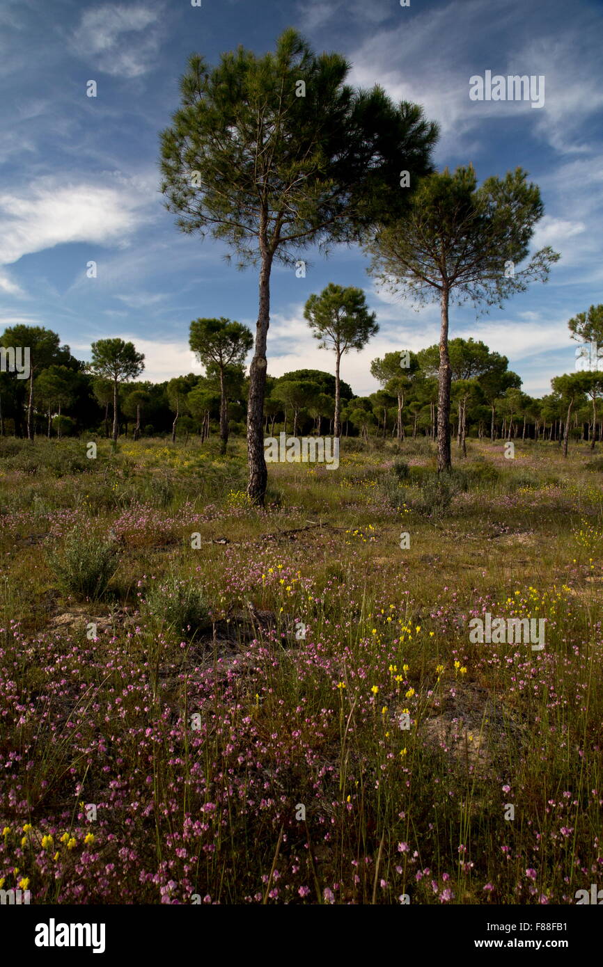Rest harrow sand hi-res stock photography and images - Alamy