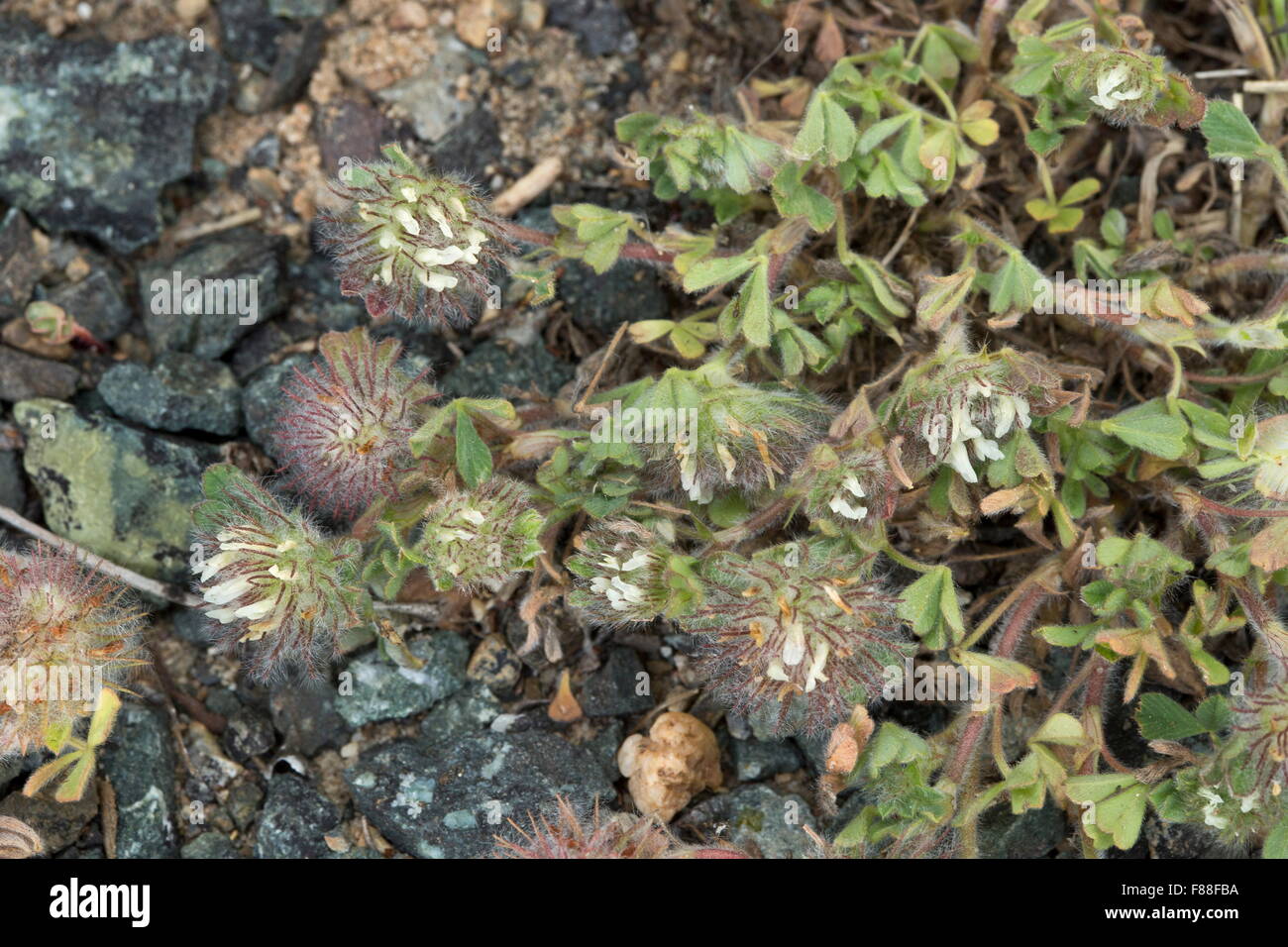 Trifolium cherleri legume flowers hi-res stock photography and images ...