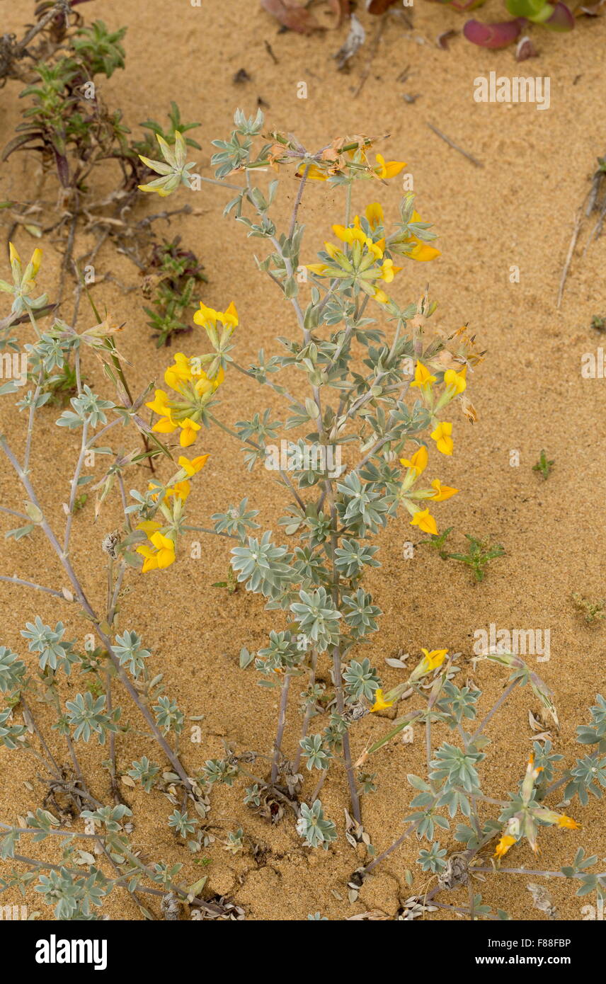 Southern Bird's foot trefoil, Lotus creticus on sand-dunes, south-west ...