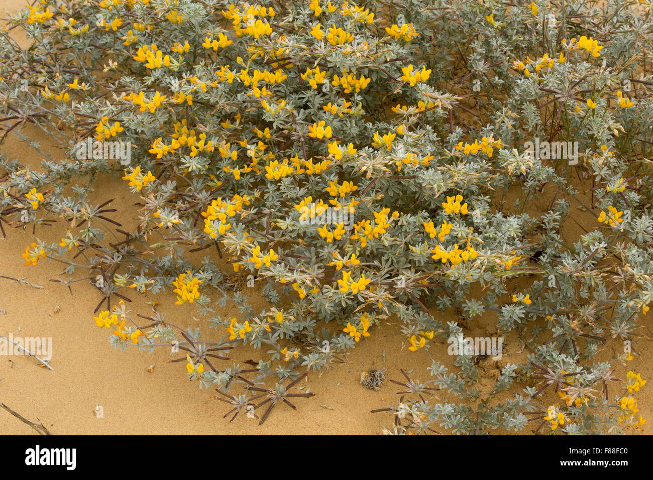 Southern Bird's foot trefoil, Lotus creticus on sand-dunes, south-west ...