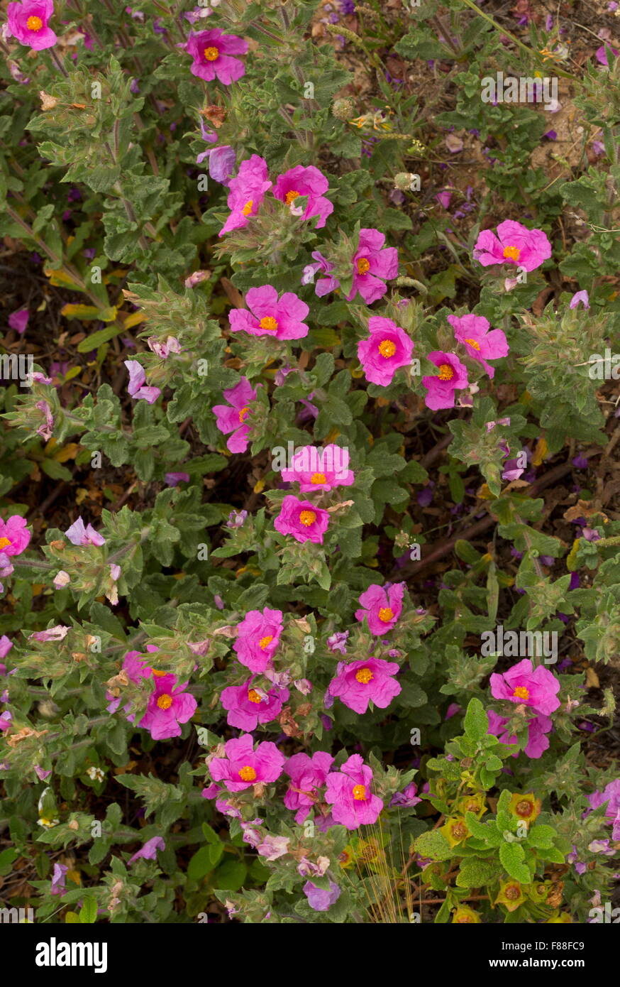 A pink sun-rose, Small Pink Cistus, Cistus crispus, south-west Spain ...