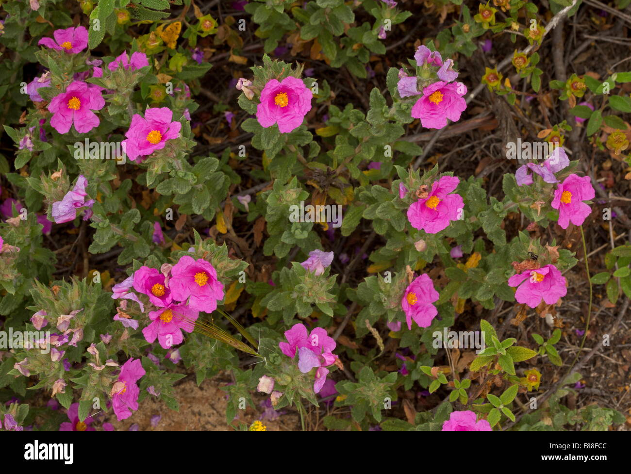 A pink sun-rose, Small Pink Cistus, Cistus crispus, south-west Spain ...
