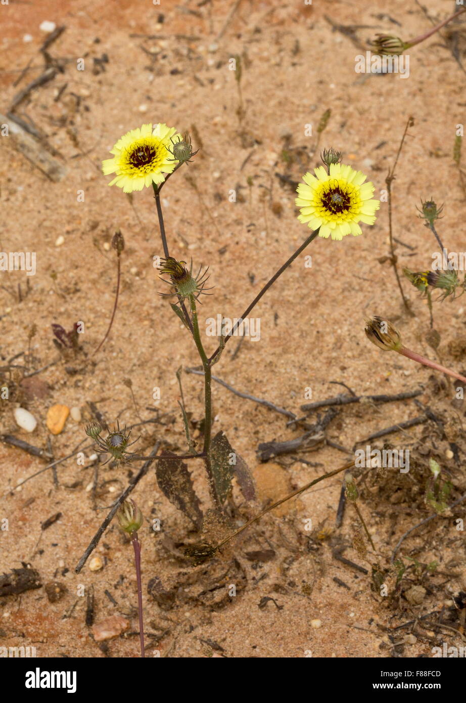 European hawkweed hi-res stock photography and images - Alamy