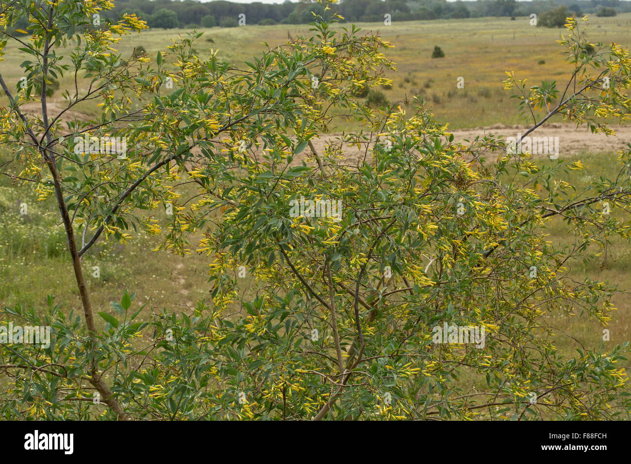 Tree tobacco, Nicotiana glauca, in flower, naturalised in south Spain ...