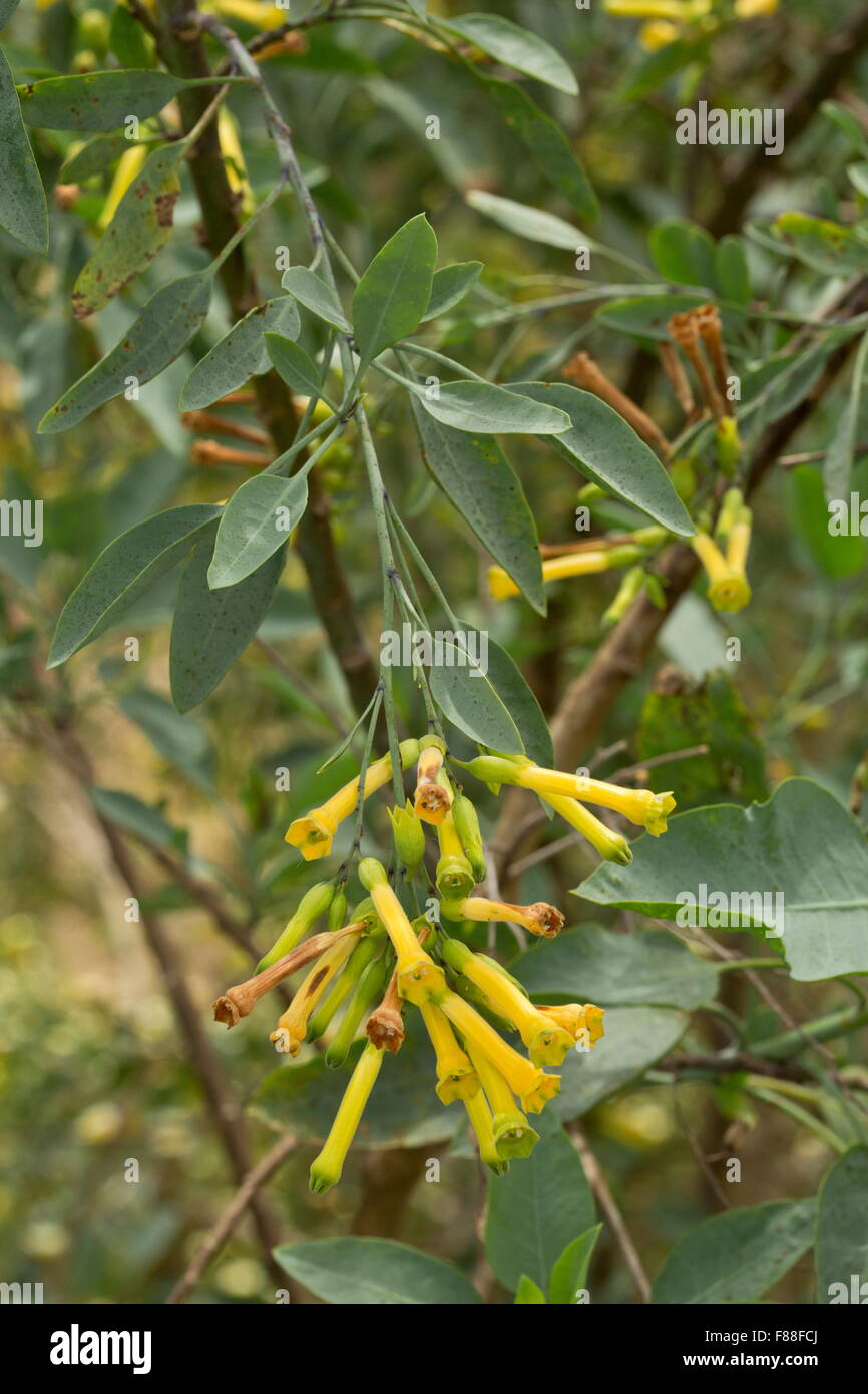 Tree tobacco, Nicotiana glauca, in flower, naturalised in south Spain ...