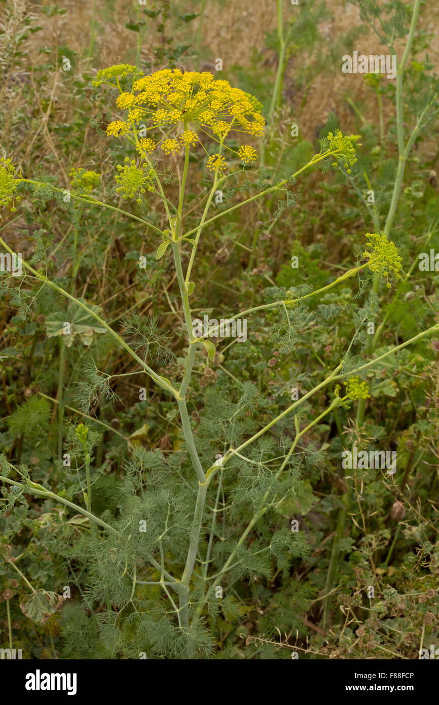 Trifida High Resolution Stock Photography and Images - Alamy