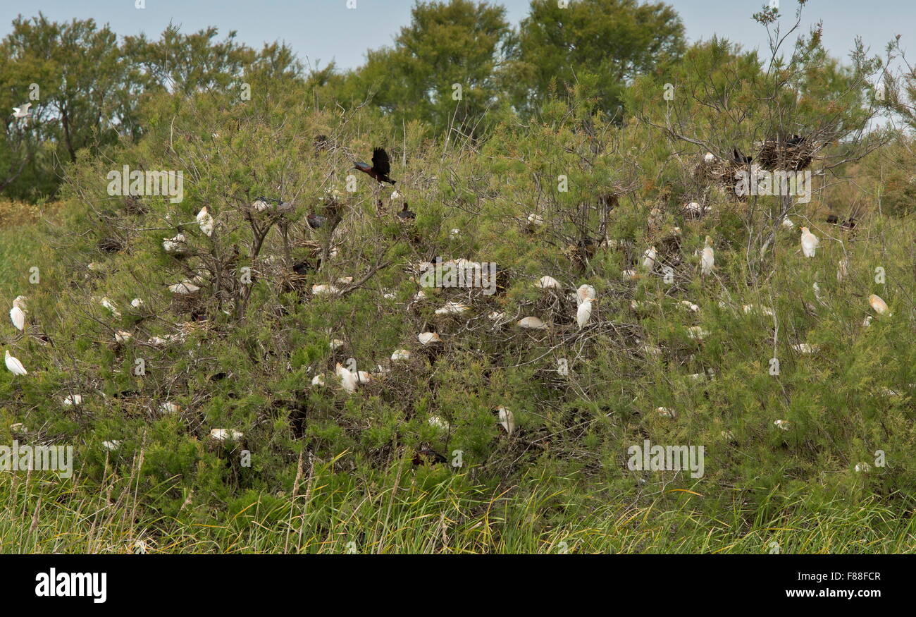 Dense breeding colony of Cattle Egrets, Glossy Ibis, Night Heron ...