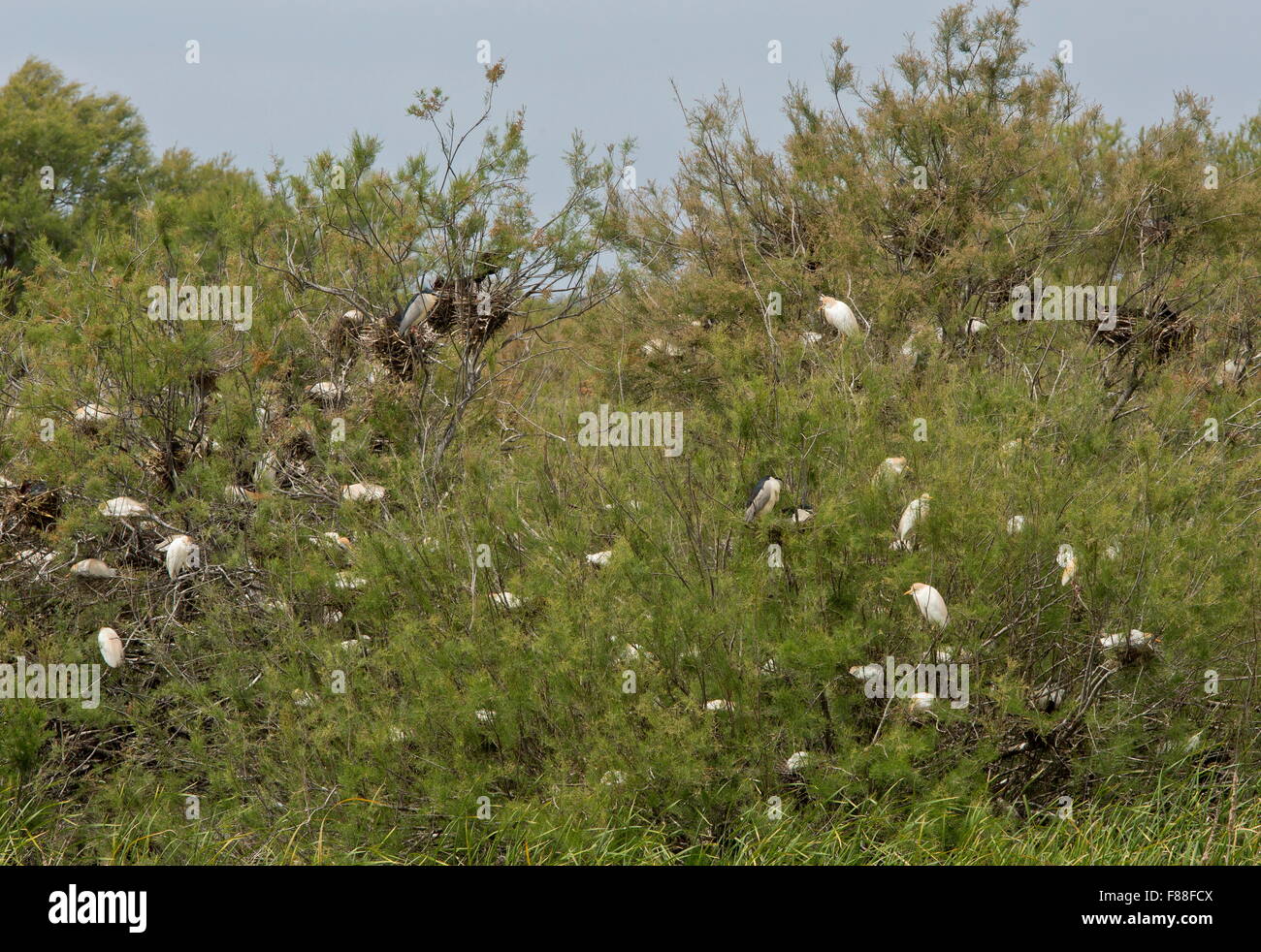 Dense breeding colony of Cattle Egrets, Glossy Ibis, Night Heron ...