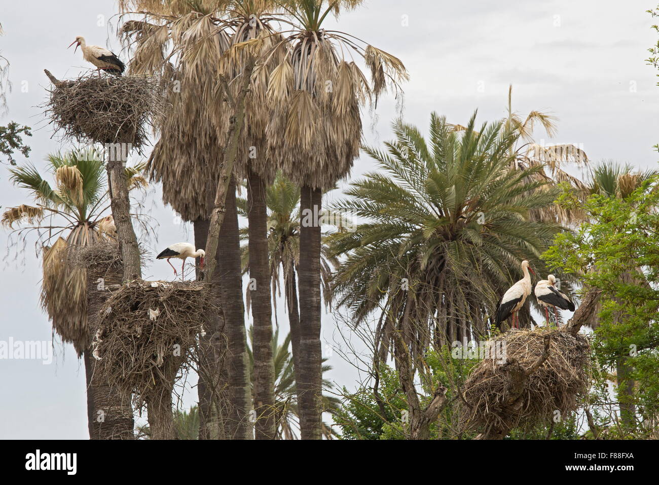 White Stork breeding colony in palms, at Villamanrique, by Coto Donana ...