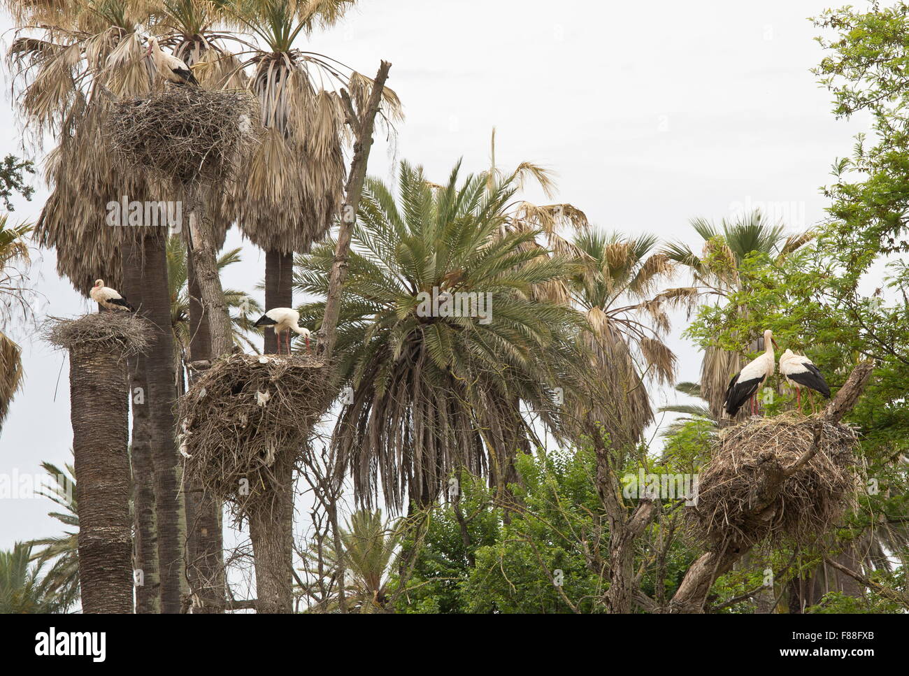 White Stork breeding colony in palms, at Villamanrique, by Coto Donana ...