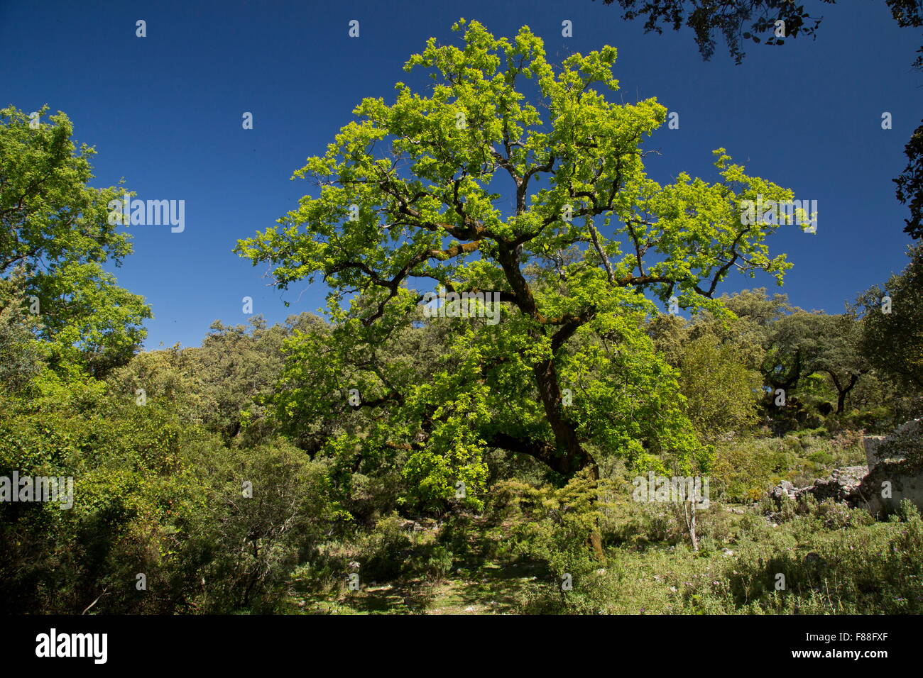 Ancient Portuguese oak, Quercus faginea in flower in grassy Dehesa on ...