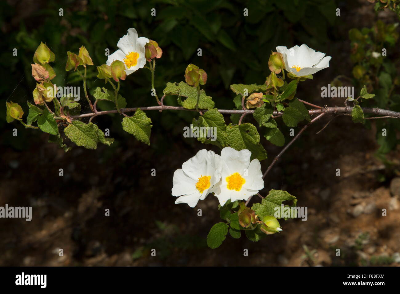 Poplar rose hi-res stock photography and images - Alamy