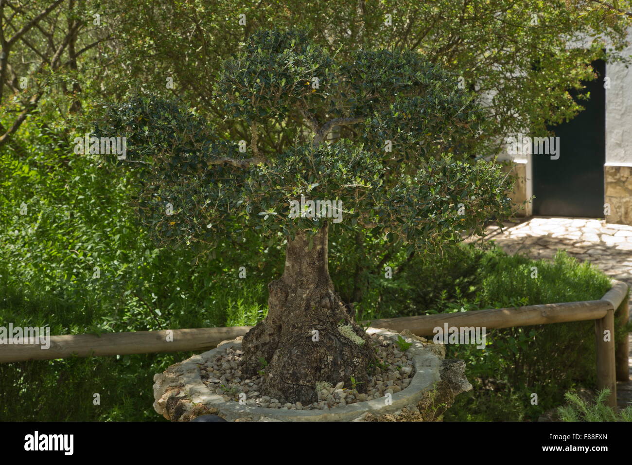 A dwarfed olive tree, about a metre high, in cultivation; south-west ...