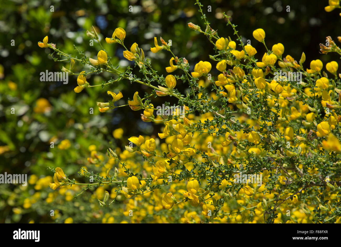 A shrubby legume, Adenocarpus telonensis, in scrub, south-west Spain ...
